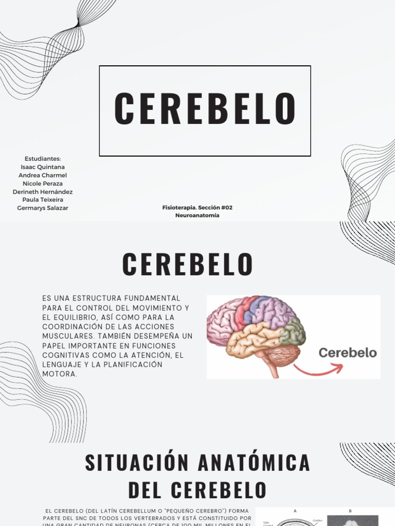 Cerebelo | PDF | Cerebelo | Cerebro