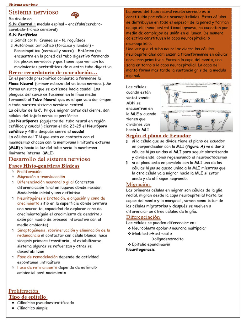 RESUMEN-Sistema Nervioso | PDF | Médula espinal | Cerebelo
