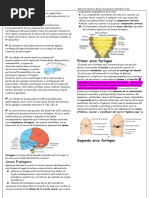 Arcos Branquiales en Embriología | PDF | Anatomía humana | Cabeza y ...