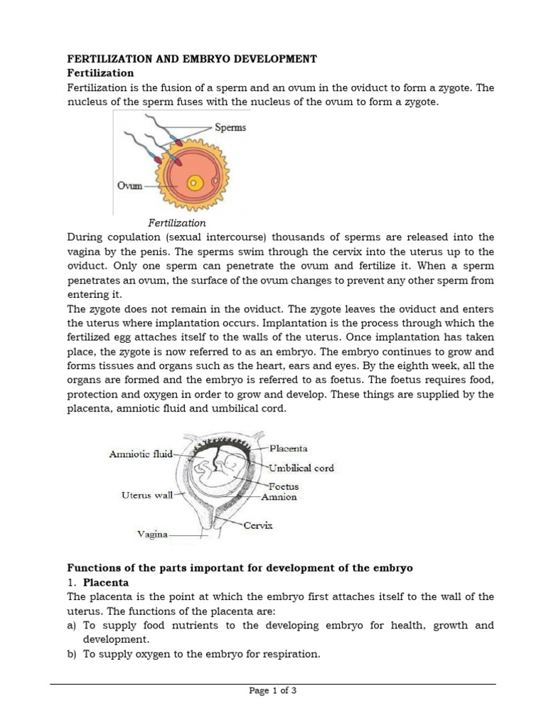 7 - Fertilization and Embryo Development | PDF | Fetus | Fertilisation