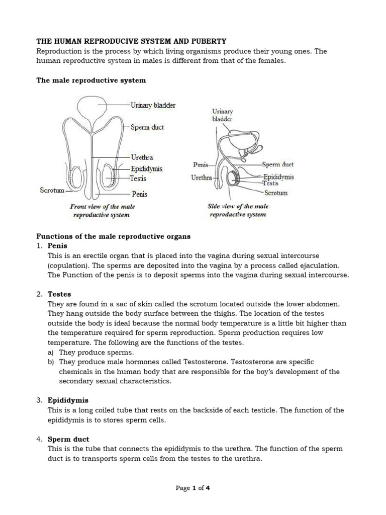 The Human Reproductive System and Puberty | PDF | Reproductive System ...