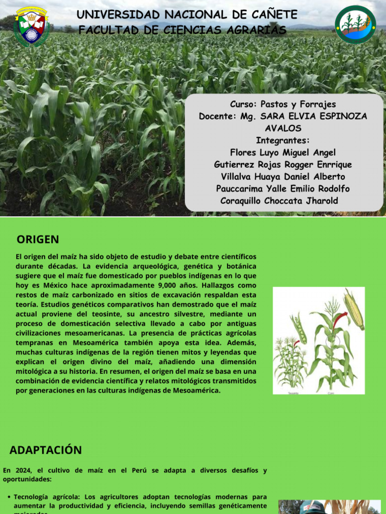 Instalacion de Pastos y Forrajes-fusionado | PDF | Maíz | Guisante