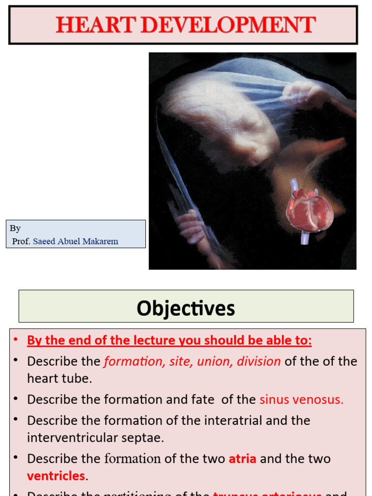Final Heart Development | PDF | Atrium (Heart) | Ventricle (Heart)