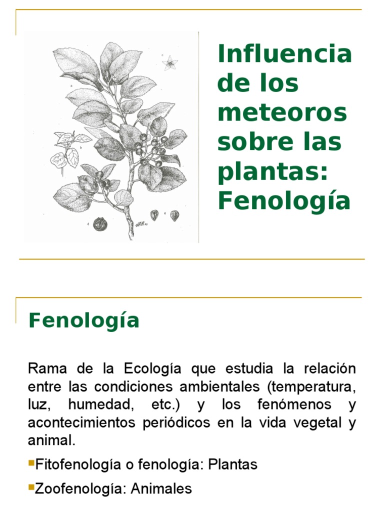 7 FENOLOGIA
