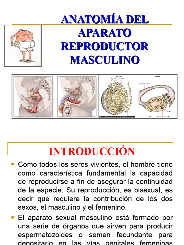 Aparato Reproductor Masculino | Descargar gratis PDF | Sistema ...
