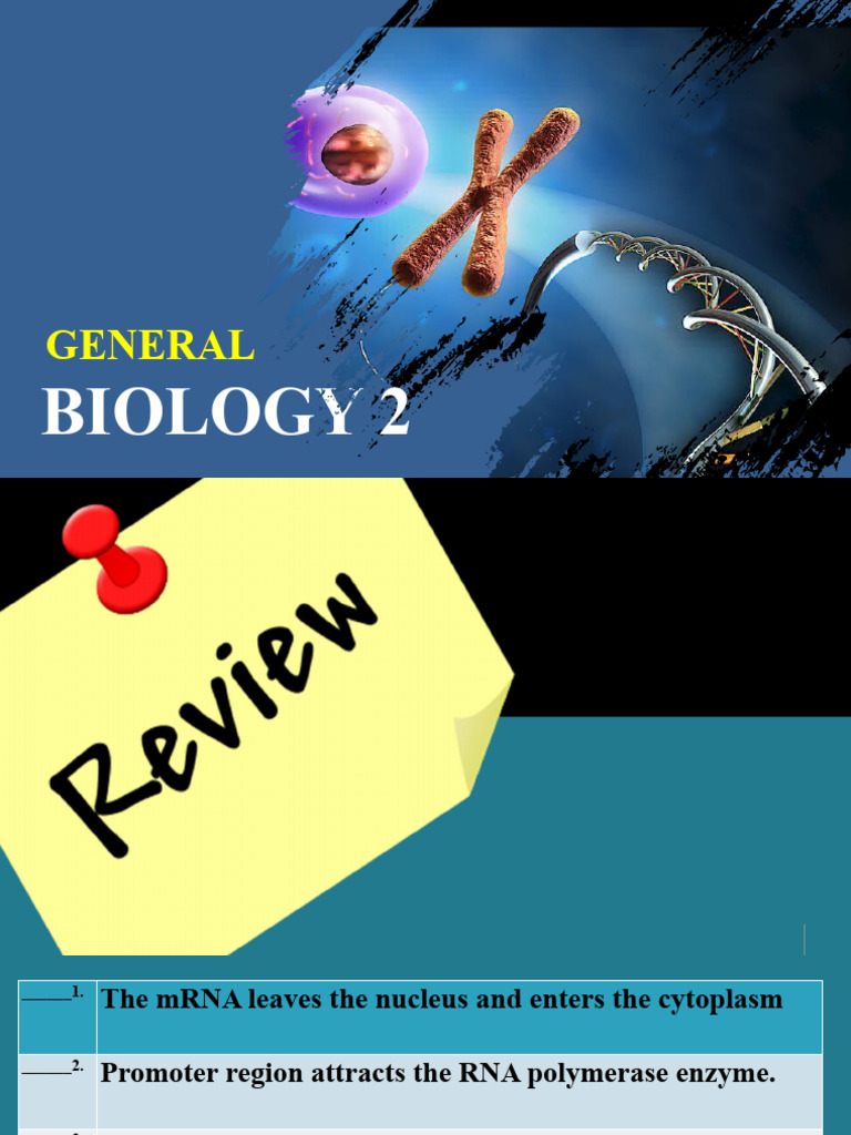 Gen Bio 2 - Translation Part 1 23-24 | PDF | Translation (Biology) | Messenger Rna