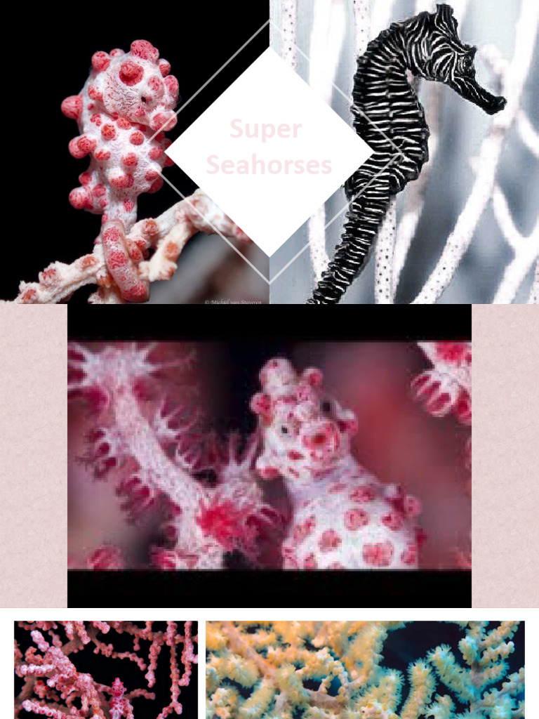 Super Seahorses | PDF