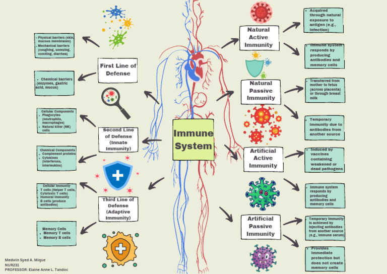 Concept Map of Our Immune System | Download Free PDF | Immune System ...