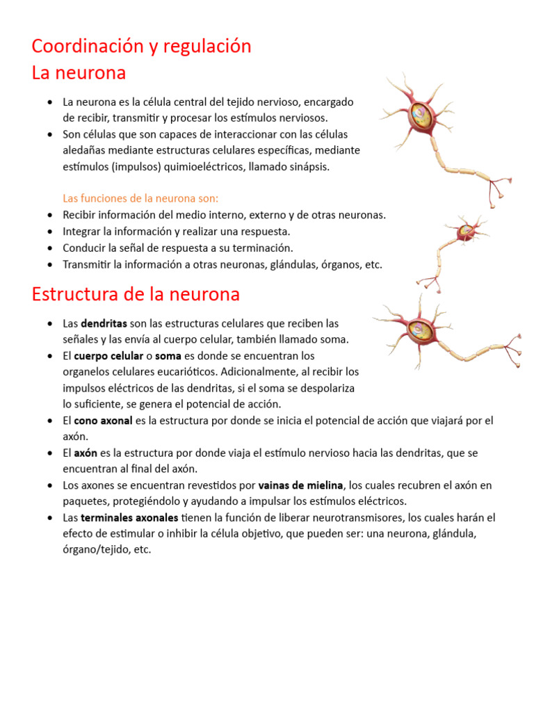 La neurona by antoniavalenzuela171 | Descargar gratis PDF | Neurona | Axon