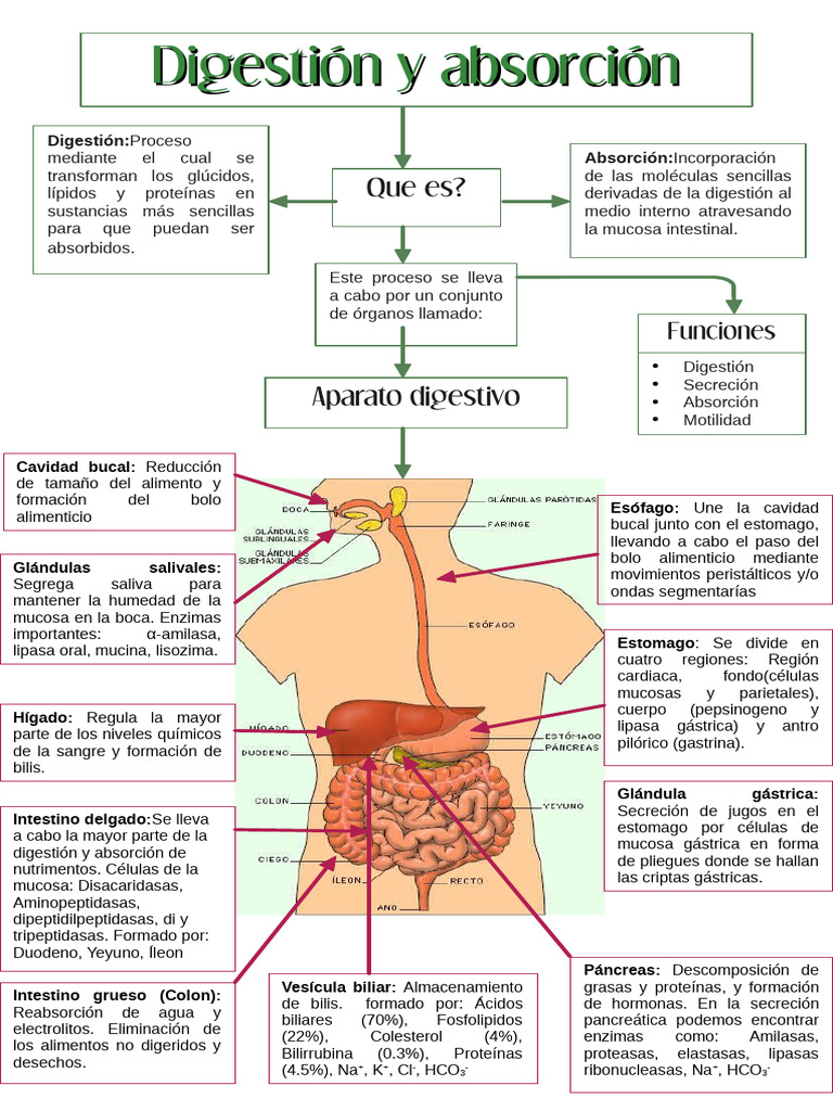 Proceso de Digestión y Absorción Nutrimental | PDF | Digestión ...