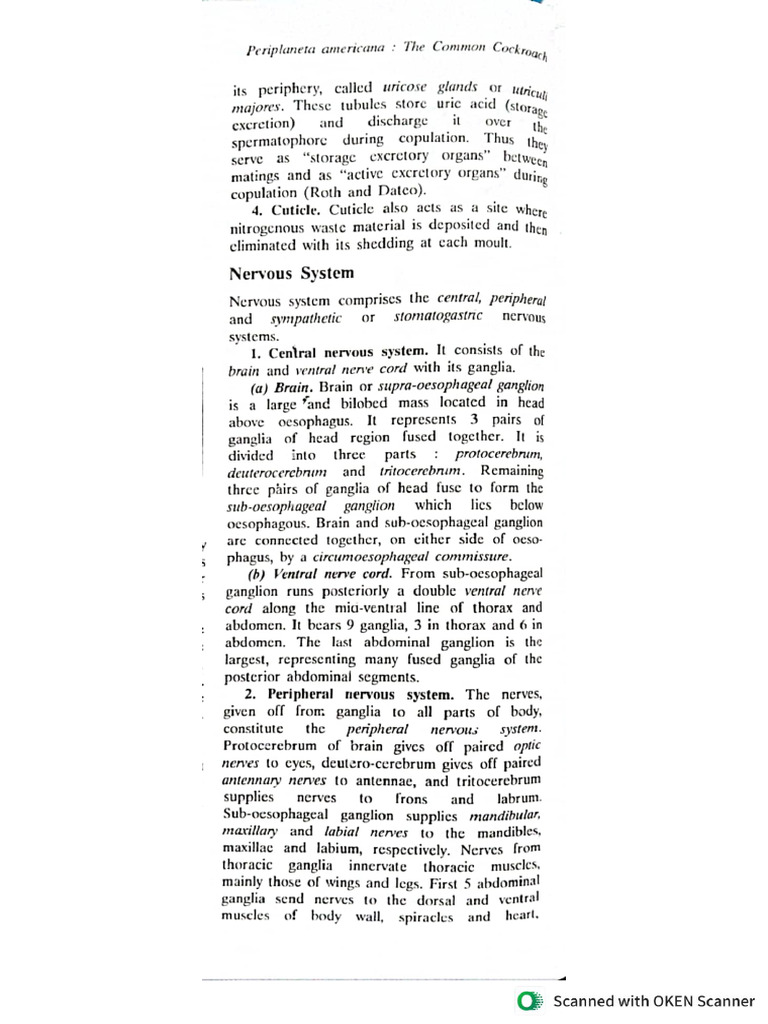 Nervous System of Cockroach and Pila Globosa (Apple Snail) | PDF