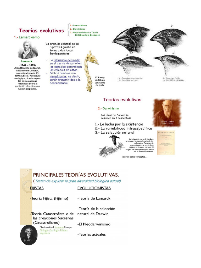 Teorías Evolutivas | PDF