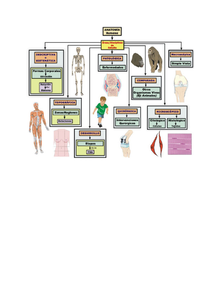 Anatomia Mapas Conceptuales | PDF