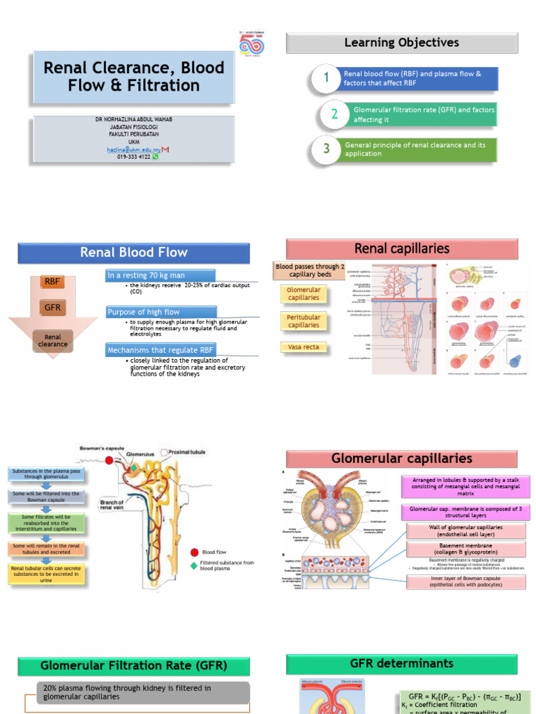 CL4 Renal Clearance, Filtration and Blood Flow | Download Free PDF ...