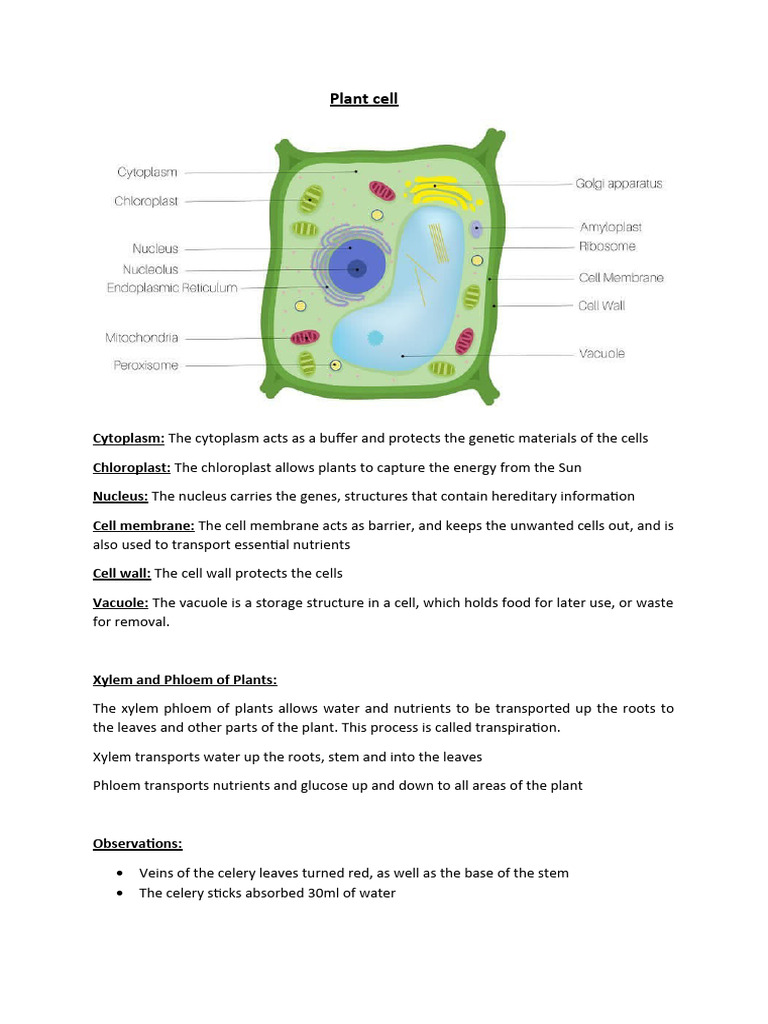 Plant cell | PDF