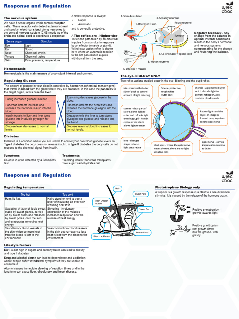 Response and Regulation | PDF | Stimulus (Physiology) | Nervous System