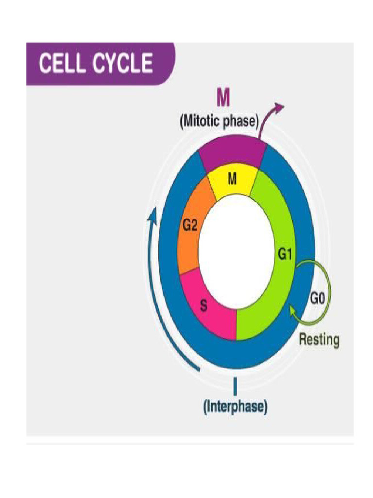 Cell Cycle | PDF