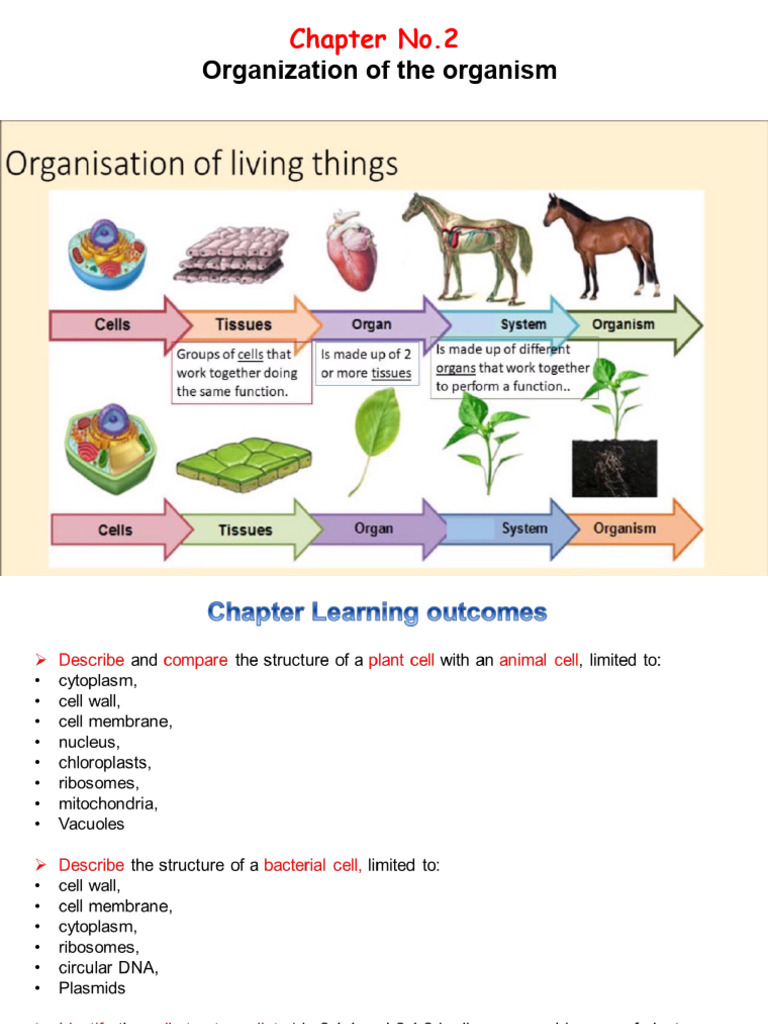Chapter No. 2 Organisation of An Organism 2021-2022 | PDF | Cell ...