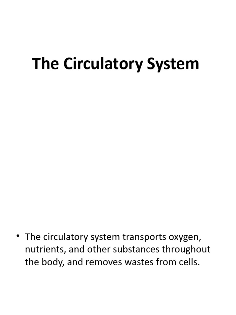 Circulatory System Essentials | PDF | Blood | Heart