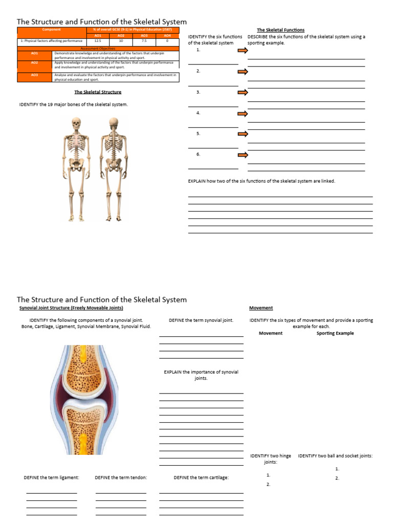 Skeletal System: Structure & Functions | PDF | Skeleton | Anatomy