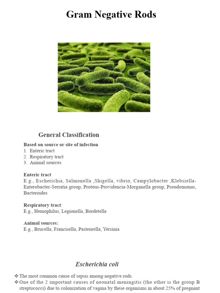 Gram Negative Rods | PDF | Urinary Tract Infection | Escherichia Coli