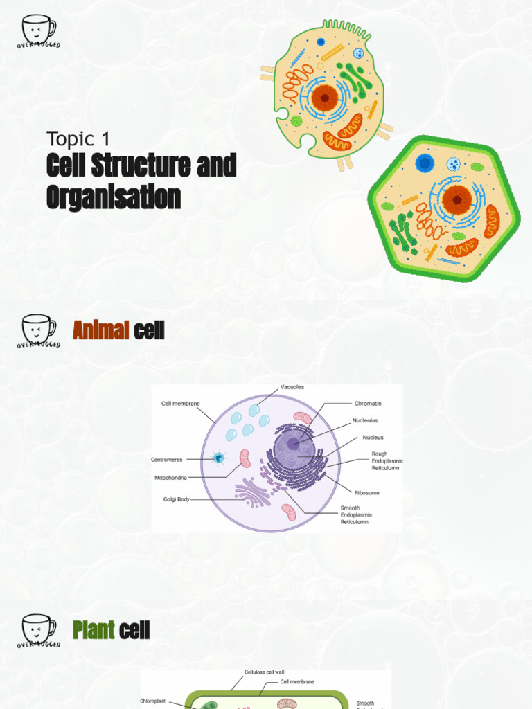 (Bio) Chapter 1 - Cell Structure and Organisation (OVERMUGGED) | PDF | Endoplasmic Reticulum ...