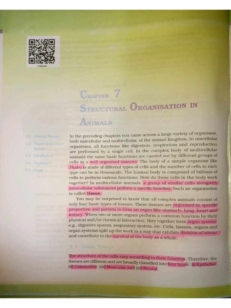 Animal Tissue NCERT... RJ sir | PDF