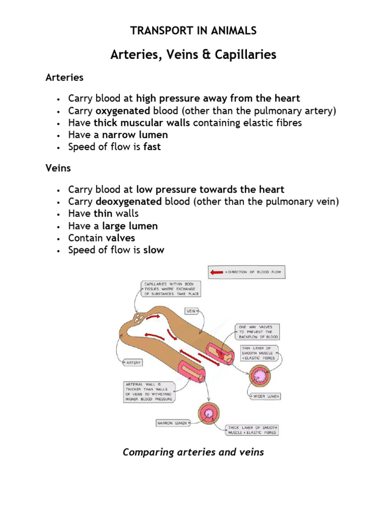 TRANSPORT IN ANIMALS VESSELS | PDF | Artery | Blood Vessel