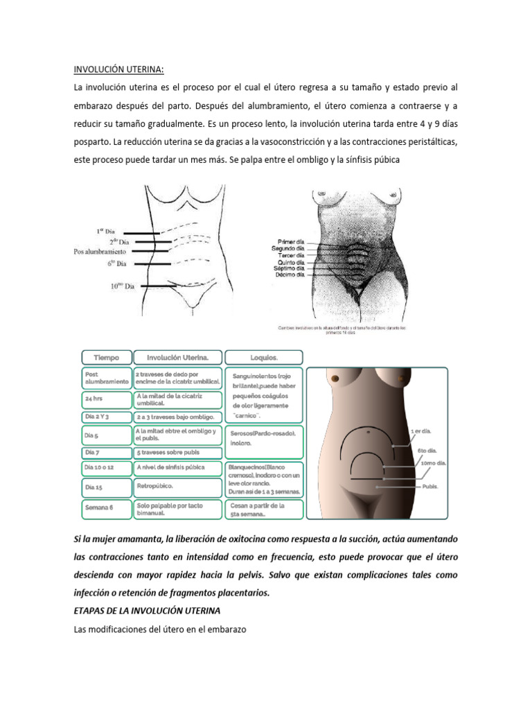 INVOLUCIÓN UTERINAop | PDF | El embarazo | Parto