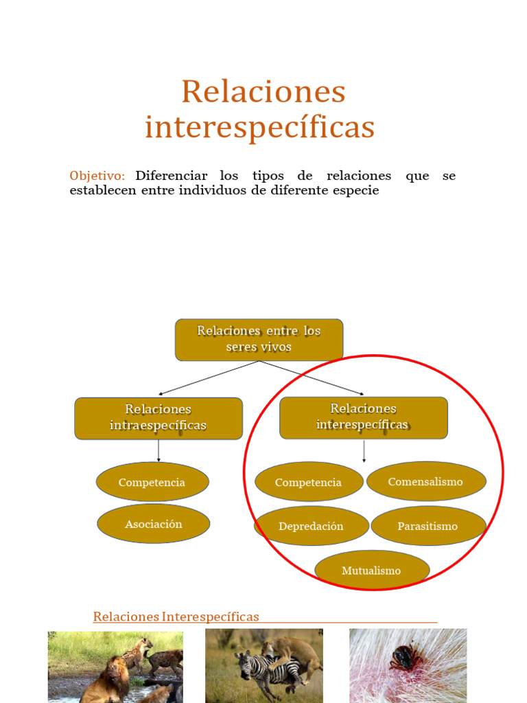Tipos de Relaciones Interespecíficas | PDF | Depredación | Parasitismo