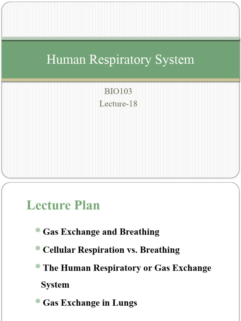 Lec-18_Respiratory & Excretory System | PDF | Respiratory Tract | Lung