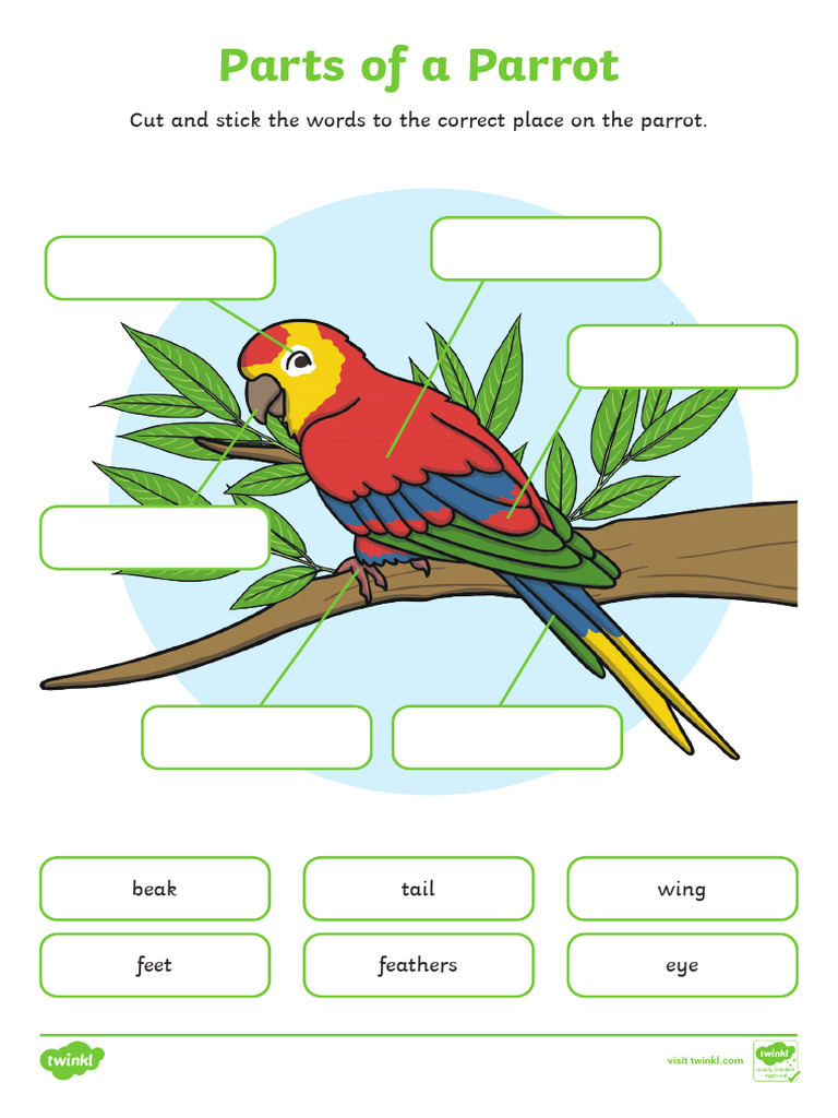 Twinkle - Parrot Labelling Activity Ver 1 | PDF | Foreign Language Studies | Home & Garden