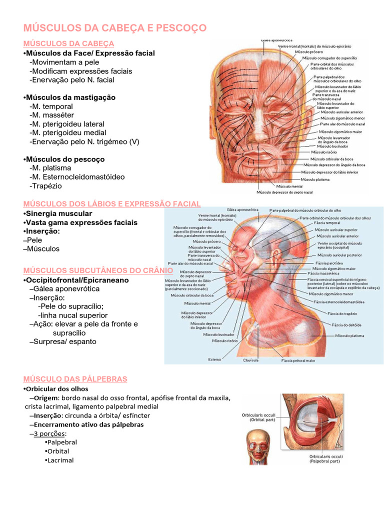 Anatomia dos Músculos da Cabeça e Pescoço | PDF | Anatomia | Sistema ...