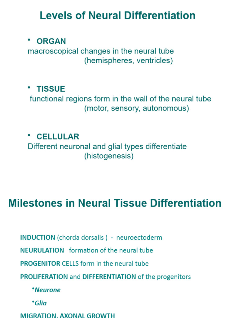Levels of Neural Differentiation | PDF | Nervous System | Axon