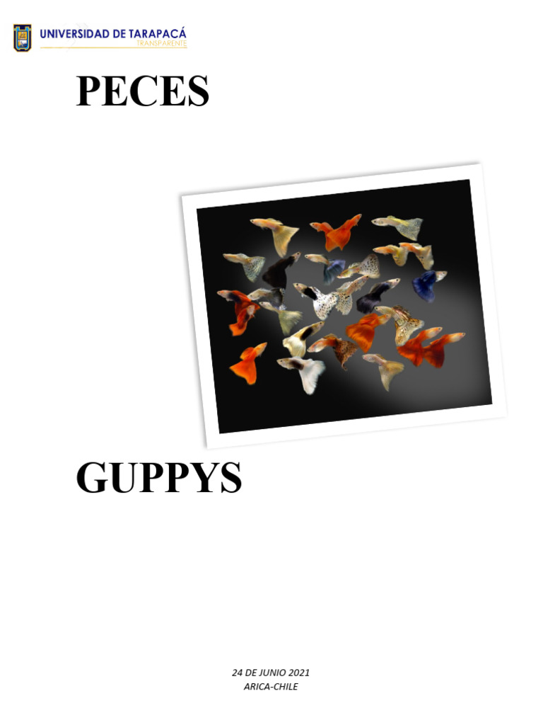 Guppy: Características y Cuidados | PDF | Calor