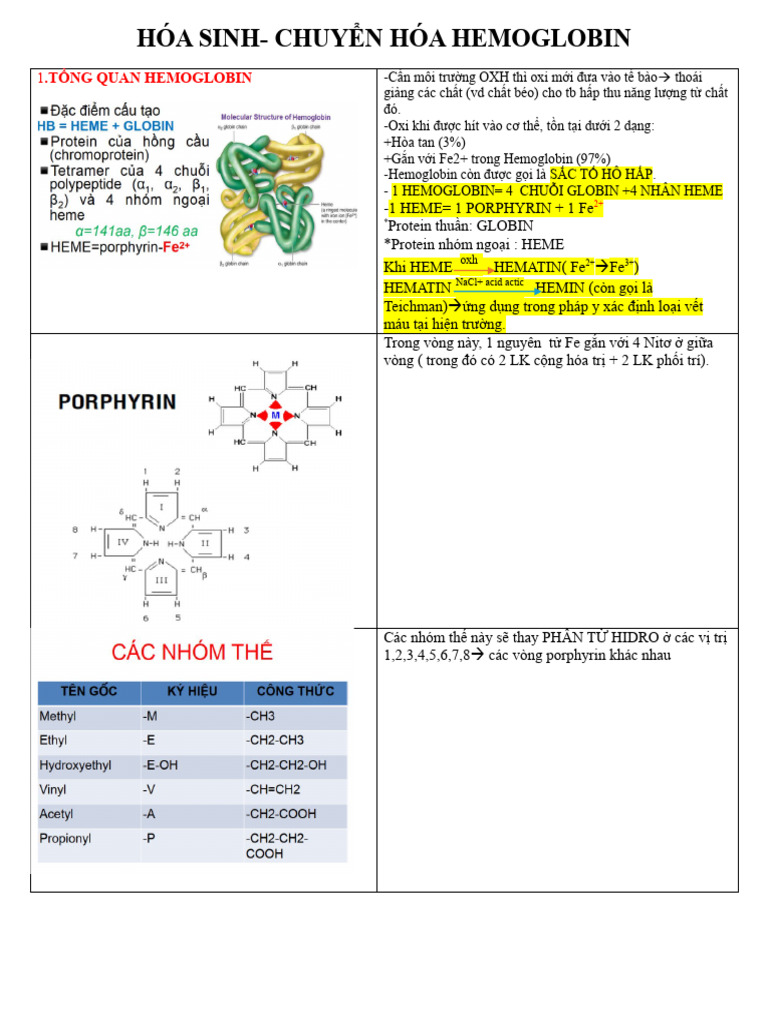 Hóa Sinh Chuyển Hóa Hemoglobin | PDF