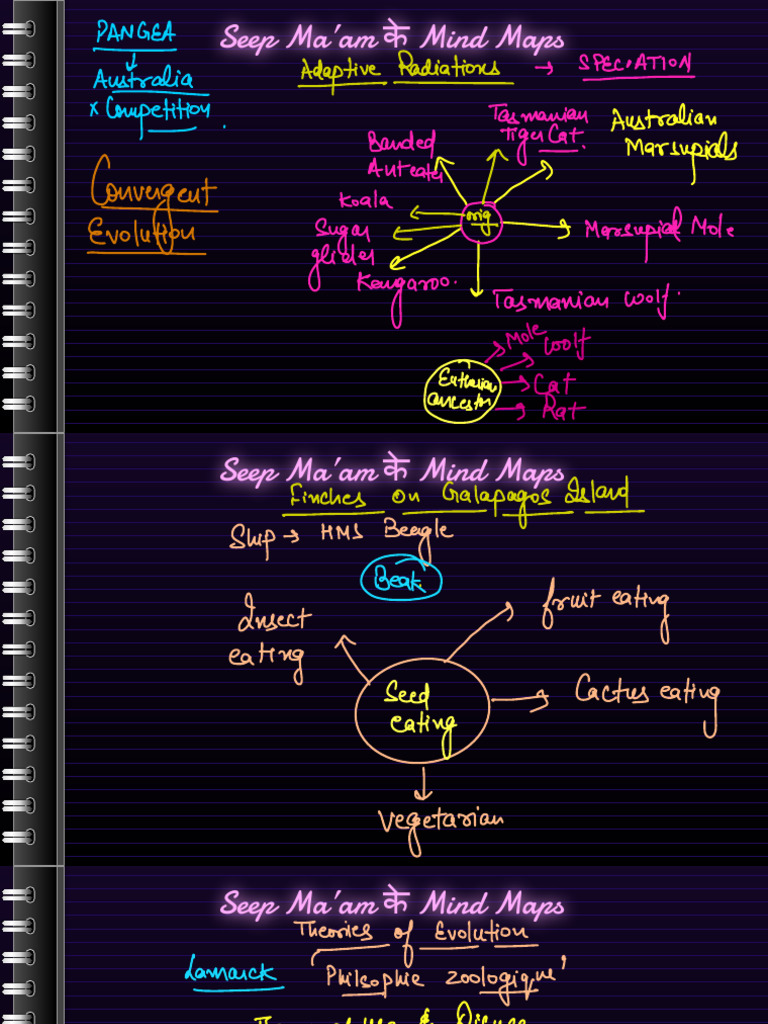 Mind Maps - Evolution 2 | PDF | Evolution | Homo