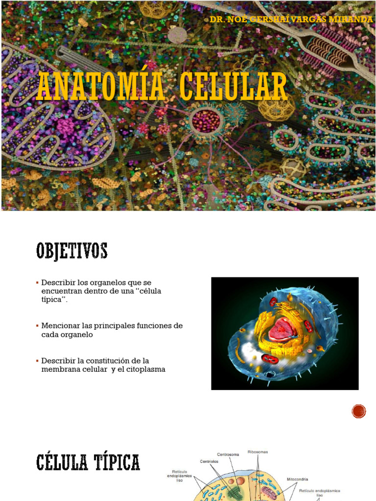 ANATOMÍA CELULAR PDF | PDF | Citoplasma | Biología Celular)