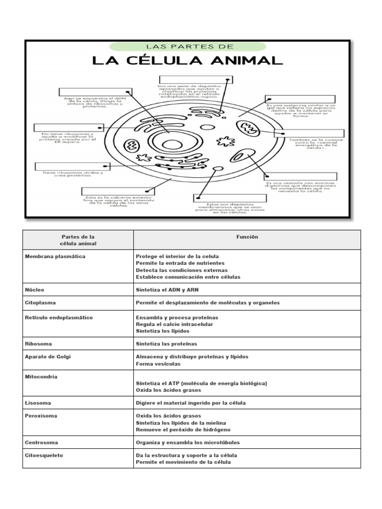 Partes de La La Celula Vegetal y Animal | PDF | Biología Celular ...