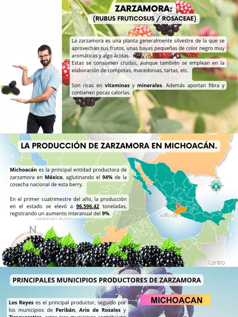 Producción y exportación de zarzamora en México | PDF | Hogar ...