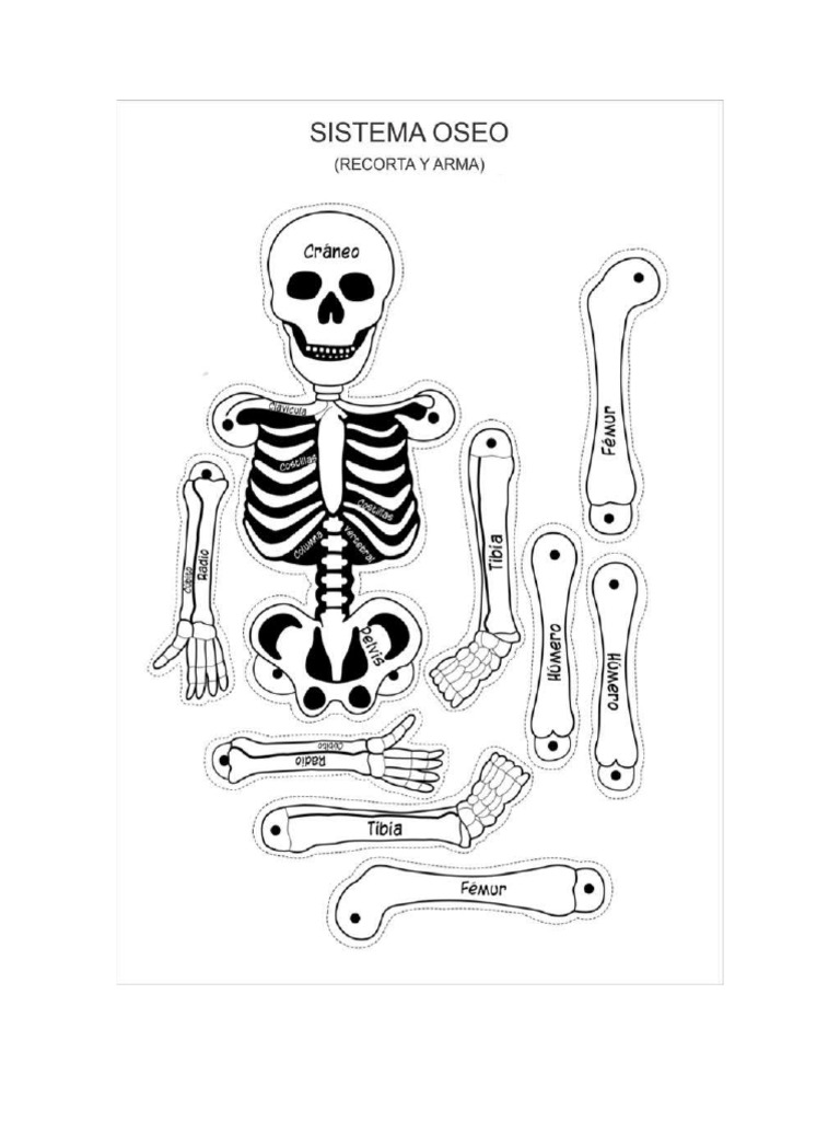 Sistema Oseo Pdf