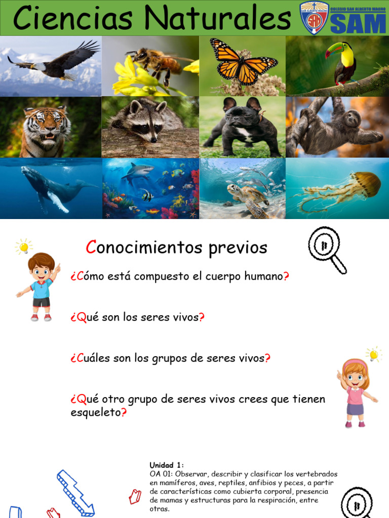 Refuerzo Ciencias Naturales Animales | Descargar gratis PDF | Vertebrados | Mamíferos