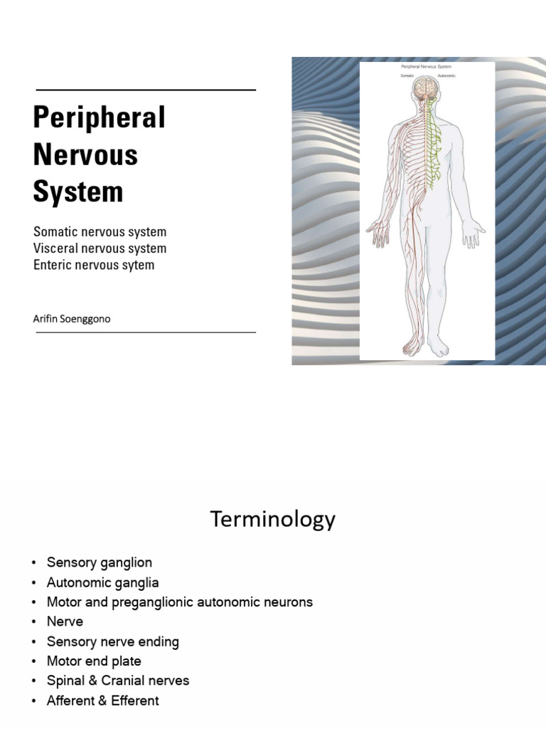 Reading Text Pns | PDF | Nerve | Nervous System