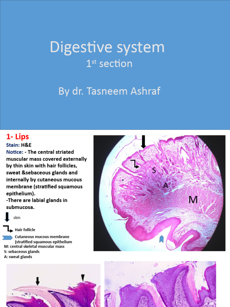 Digestive System Section | Download Free PDF | Epithelium | Tissue ...