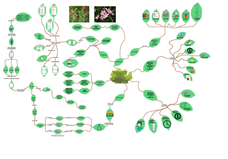 Mapa Mental Práctica 2 Fito - Página 1 | PDF