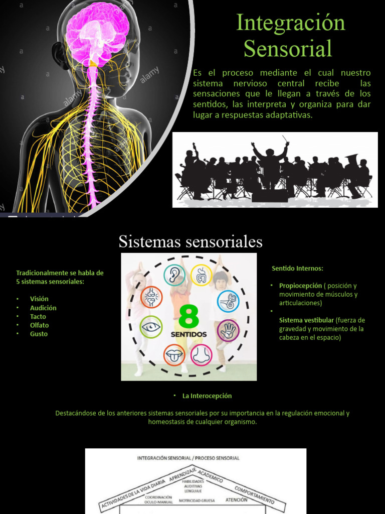 Integración Sensorial | PDF | Las emociones | Sistema nervioso