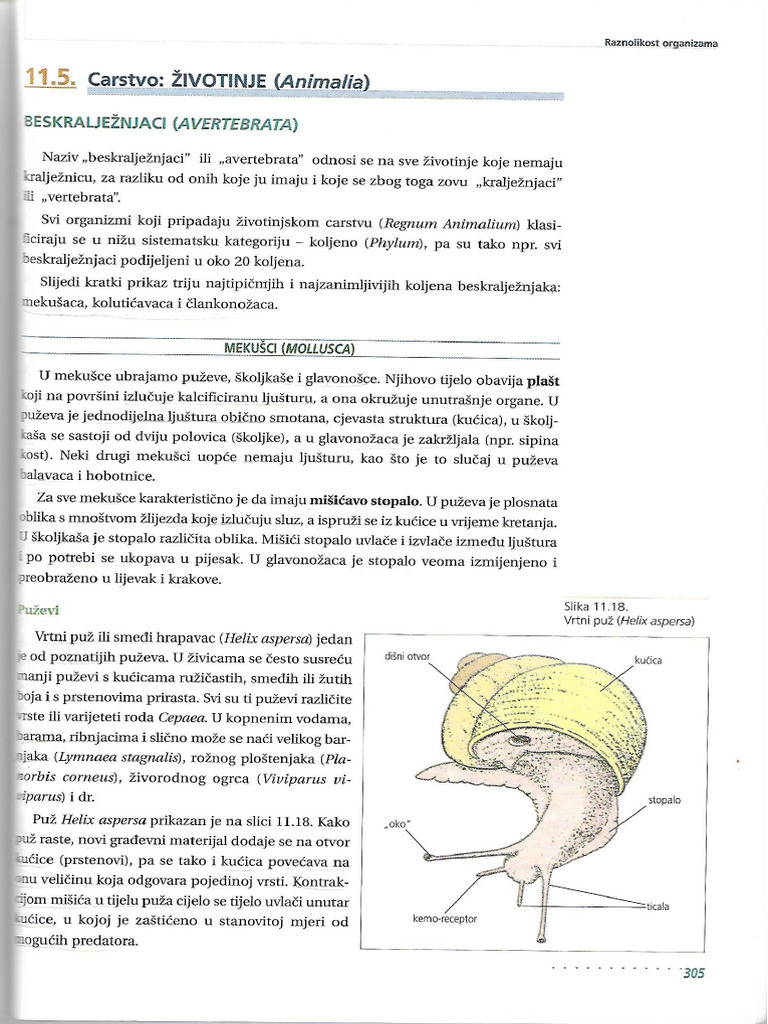 11.5. Carstvo Animalia (Zivotinje) | PDF