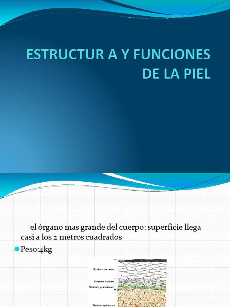 ESTRUCTUR A Y FUNCIONES DE LA Piel | Descargar gratis PDF | Epidermis | Piel