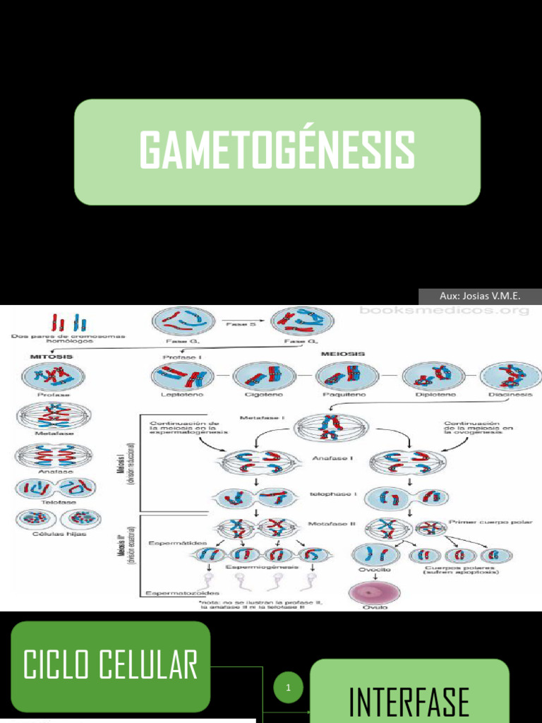 Gametogénesis | PDF