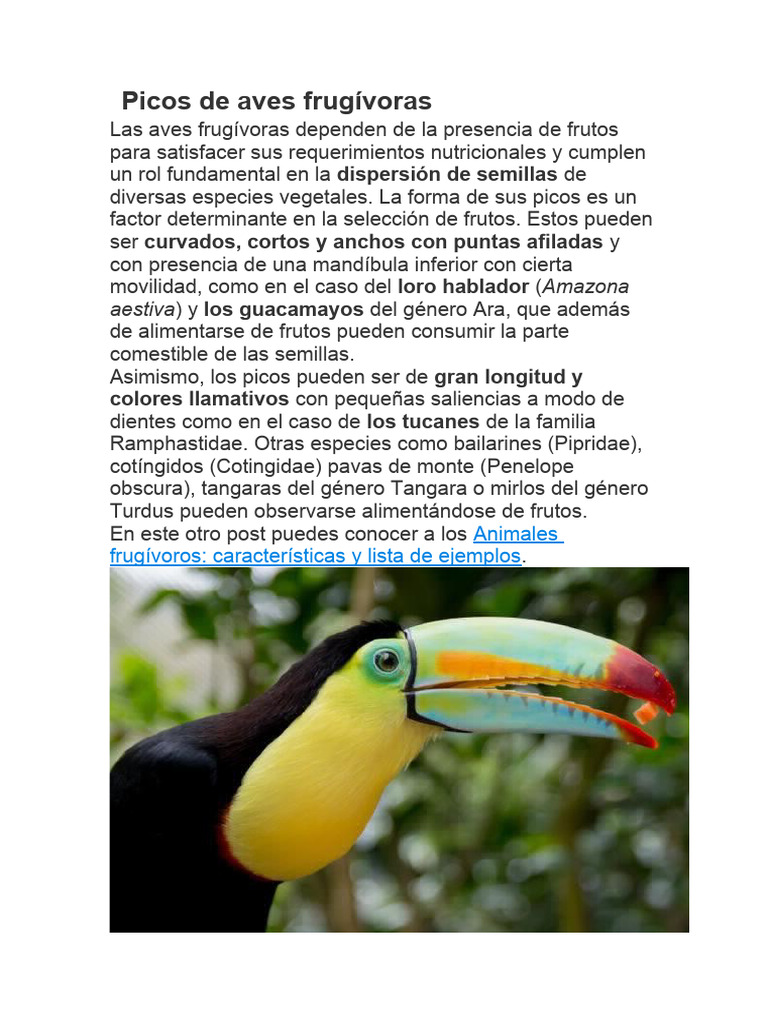 Picos de Aves Textos | PDF | Aves de presa | Aves